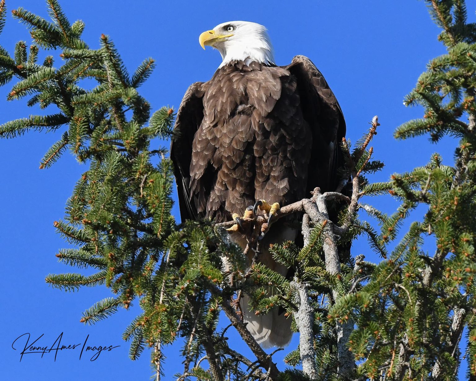 Coastal Maine Sailing Adventures | Windjammer Cruises